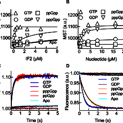 pppGpp allows translation initiation.