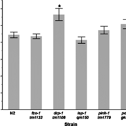 Basal OCR is elevated in L4 drp-1 nematodes.