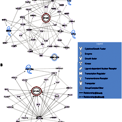 Functional interaction map generated by using Ingenuity Pathway ...