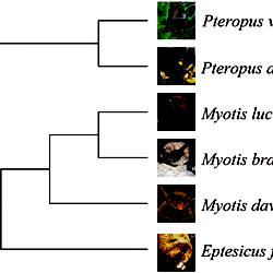 Phylogenetic tree of bat species involved in BGD.