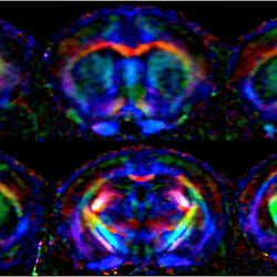 Example of FA colour map of mouse brain from in vivo 2D EPI DWI data.