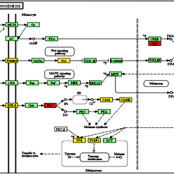 Differentially expressed genes between wild and albino types in anal ...