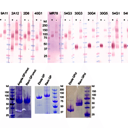 Protective mAbs and Cross-Reactive mAbs Raised by Immunization with ...