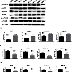 Activation of AMPK/mTOR/p70s6k signaling by phenformin.