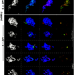 K. lactis Zip1 fails to assemble mature SC on S. cerevisiae meiotic ...
