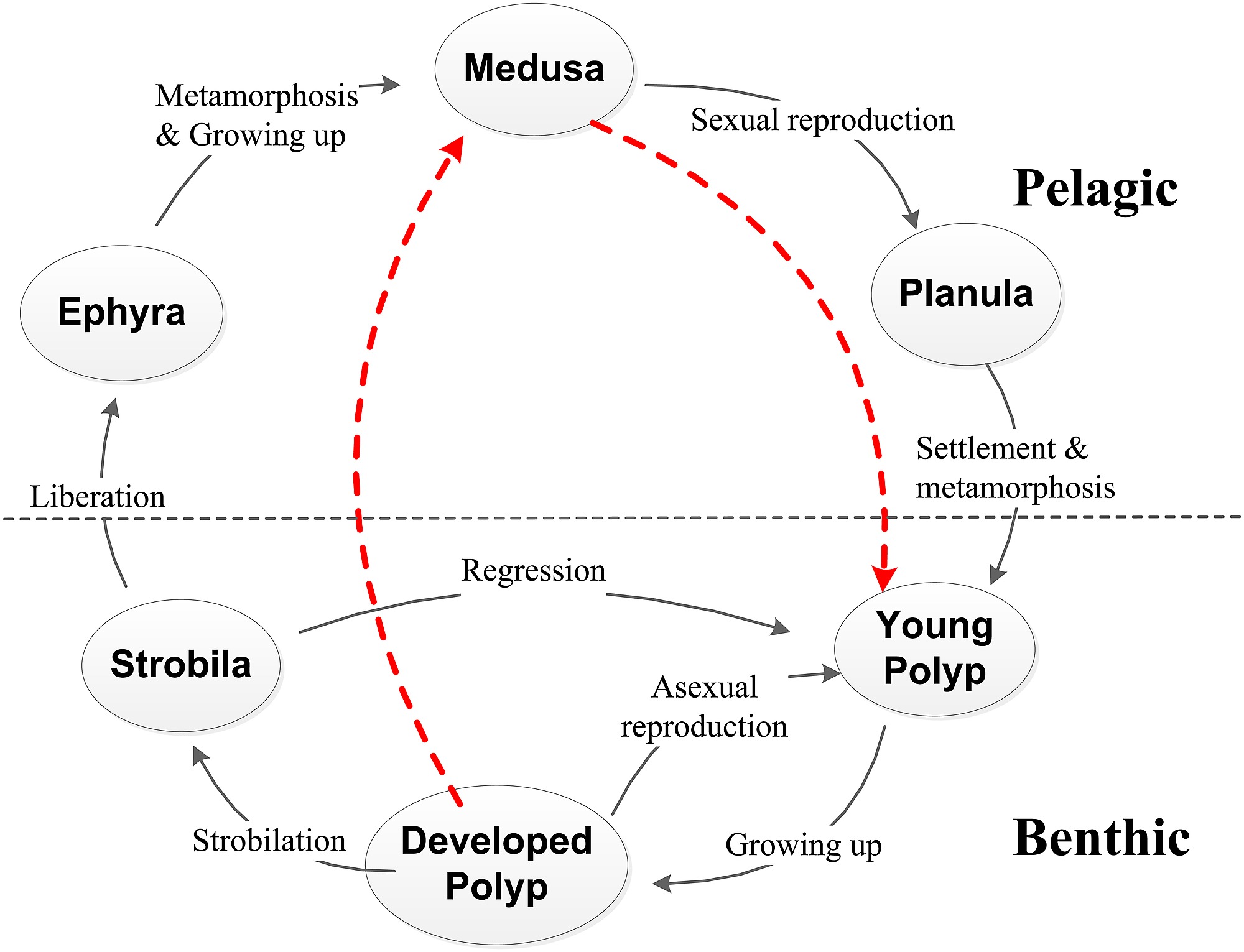 Human Reproduction Cycle Diagram