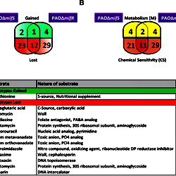 mifS and mifR dependent phenotypes.