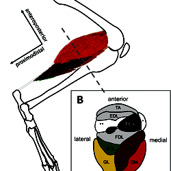 Schematic of the rabbit calf muscles.