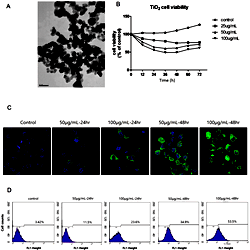 Characterization of titanium dioxide nanoparticles (TiO2-NP) and ...