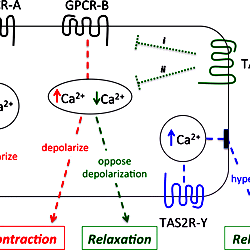 Model of TAS2R signaling to relaxation of HASM.