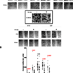 The effects of PI-103 on cellular motility.