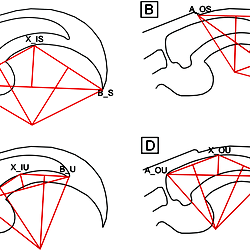 Methods of determining claw angle.