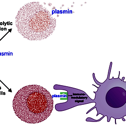 Working model for plasmin-mediated clearance of dead cells.