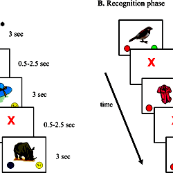 Design of picture encoding and memory task.