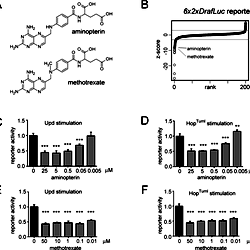 Identification of methotrexate and aminopterin as suppressors of the ...
