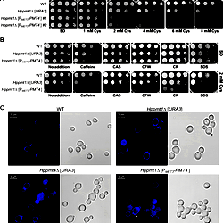 Morphological and growth phenotypes of the conditional Hppmt1pmt4∆ ...