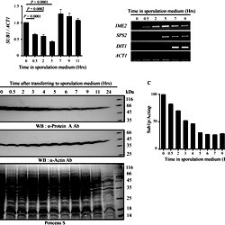 Sub1 decreases during sporulation.