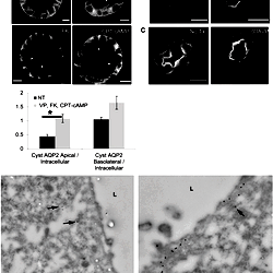 Regulated trafficking of AQP2 is intact in MDCK cysts.
