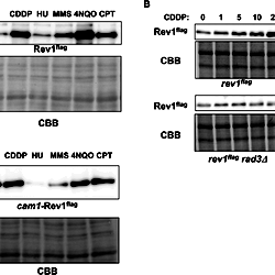 The protein expression of Rev1 was upregulated in response to DNA damage.
