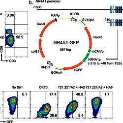 Generation of the JRFTCR.