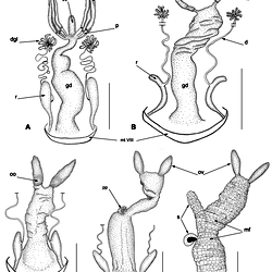 Female reproductive system and defense glands in five species of ...