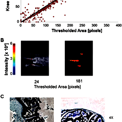 Quantitative relationship between pixel area and intensity over all images.