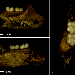 Photograph of the Bunopithecus sericus specimen (AMNH 18534 ...