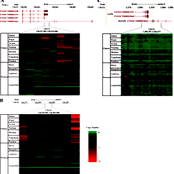 Heatmap analysis of CNV genes between Chinese and Western domestic pigs.