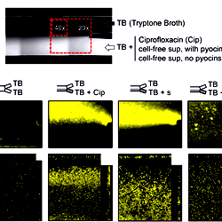 Antibiotic gradients drive biofilm formation.