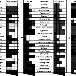 Phenotype microarray using the baeR mutant.