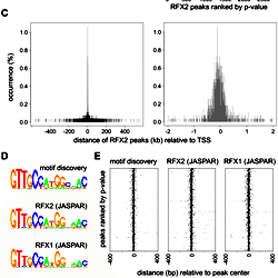 ChIP-seq analysis of RFX2 target genes in mouse testis.