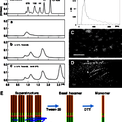 Multimer formation by RodZ.