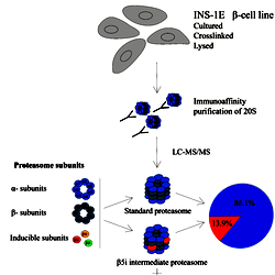 Identification of intermediate proteasomes in INS-1E cell line.