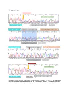 An improved strategy for CRISPR/Cas9 gene knockout and subsequent ...