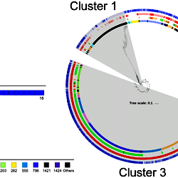 Maximum likelihood phylogenetic tree based on single nucleotide ...