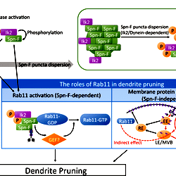 Proposed model for the roles of Rab11 in dendrite pruning.