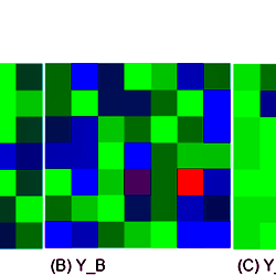 Spatial pattern of Verticillium dahliae inoculum in quadrats.