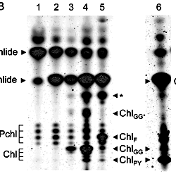 Determination of Chlide, ChlGG, and ChlPY in fluorescent Lil3 bands.