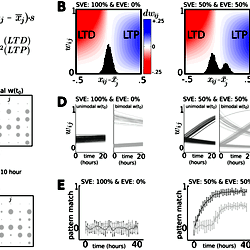 The rate at which a pattern of action potentials is imprinted onto a ...