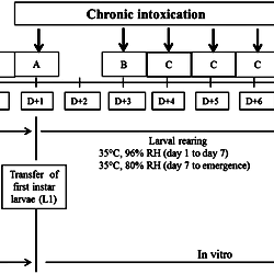Larval rearing procedure.