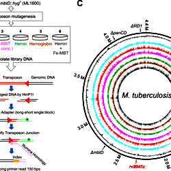 Construction of M. tuberculosis transposon libraries.