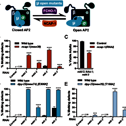 Excess open AP2 enhances nekl–mlt molting defects.