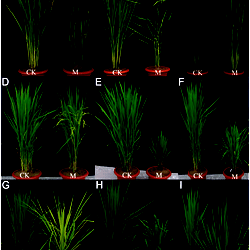 Typical developmental phenotypes of the wheat TF FOX T1 rice plants.
