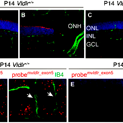 VLDLR is broadly expressed in the neural retina.