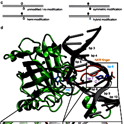 Structure of the UHRF1—DNA complex.