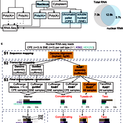 Nuclear RNA-seq sheds new insights into cis-regulatory elements.