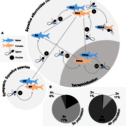 Reproductive dynamics and example genomotype compositions of the S. alburnoides complex.