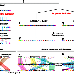 Evolution after WGD and identification of ohnologs.