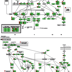 Examples of pathways resulting from the DAVID analysis.