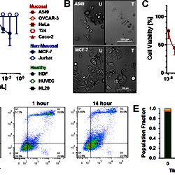 ML6 anticancer activity and mechanism of action.
